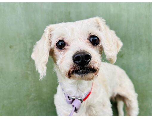 Van Nuys, CA - Mixed Breed (Medium). Meet SPARROW a Pet for Adoption ...