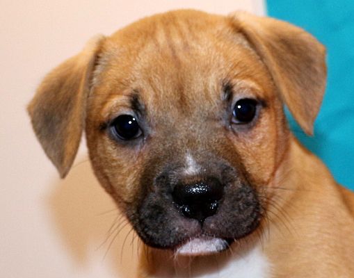 Southbury, CT - Pug/Boxer. Meet Sprinkles~adopted! a Pet for Adoption ...