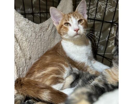 Simi Valley, CA - Domestic Shorthair. Meet Laxus a Pet for Adoption ...