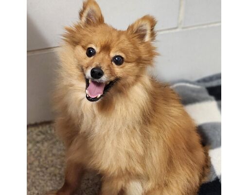 Gloucester, VA - Pomeranian/Mixed Breed (Medium). Meet Halo a Pet for ...