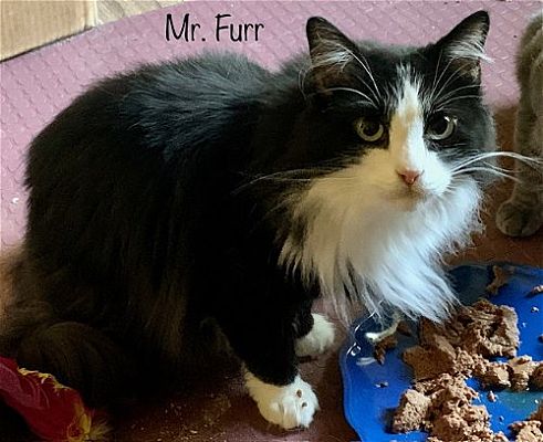 Plano, TX - Domestic Mediumhair. Meet Lucio AKA Mr Furr a Pet for ...
