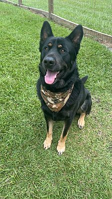 Toledo, OH - German Shepherd Dog/Rottweiler. Meet Balto a Pet for ...