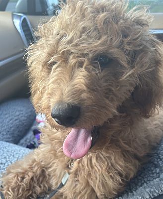 Pt orange, FL - Goldendoodle. Meet Prince a Pet for Adoption ...