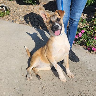 Lathrop, CA - Basenji/Boxer. Meet Goose a Pet for Adoption - AdoptaPet.com