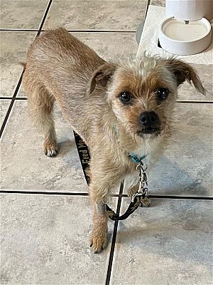 Irvine, CA - Yorkie, Yorkshire Terrier/Brussels Griffon. Meet Lucille a ...