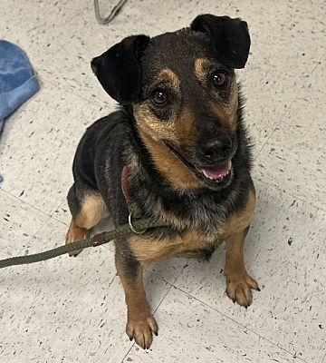 Salt Lake City, UT - Border Collie. Meet Dixie Cosmo a Pet for Adoption ...