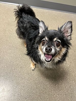 Grand Rapids, MI - Pomeranian. Meet Scooter - Adopted a Pet for ...