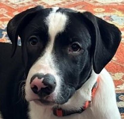 Dallas, TX - Dogo Argentino/Labrador Retriever. Meet Mark's Pups: Ollie ...