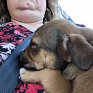 French Bulldog Puppies - Rescue and Adoption Near You