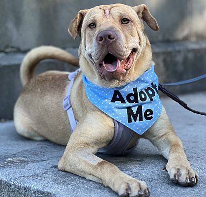 Toronto, ON - Shar Pei/Labrador Retriever. Meet Mia a Pet for Adoption ...