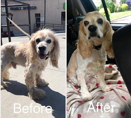 Flushing, NY - Cocker Spaniel. Meet Blonde Sammy a Pet for Adoption ...