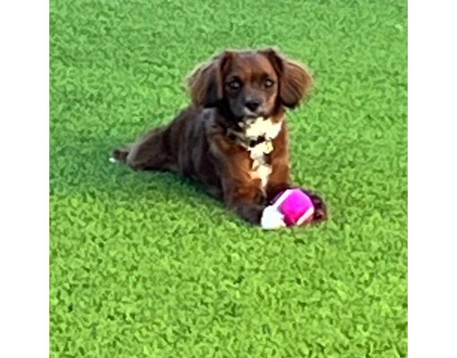 Prescott, AZ - Cavalier King Charles Spaniel/Schnoodle. Meet Koko a Pet ...