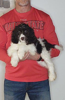 Columbus, OH - Labradoodle/English Springer Spaniel. Meet Gracie a Pet ...
