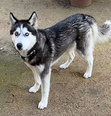San Diego, CA - Siberian Husky/Husky. Meet Cleo a Pet for Adoption ...