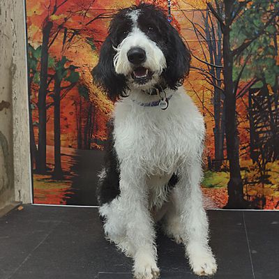 Somerset, KY - Poodle (Standard)/German Wirehaired Pointer. Meet Max ...