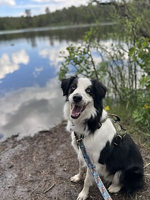 Boulder, CO - Australian Shepherd. Meet Little Bear - purebred Aussie ...