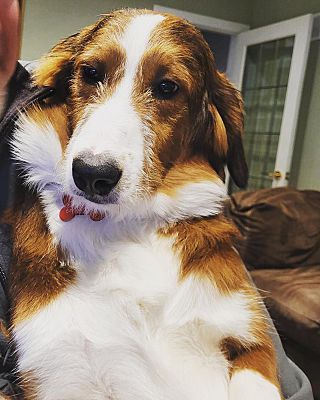 Toronto, ON - Bernese Mountain Dog/Collie. Meet Mia a Pet for Adoption ...