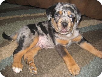 Charlotte, NC - Catahoula Leopard Dog. Meet Koda a Pet for Adoption ...