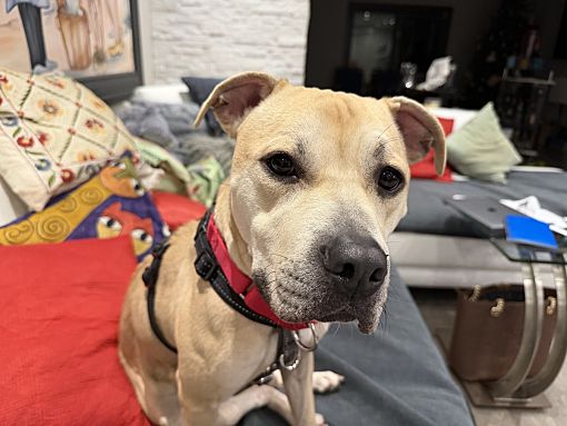 Valley Stream, NY - American Pit Bull Terrier. Meet Lily a Pet for ...