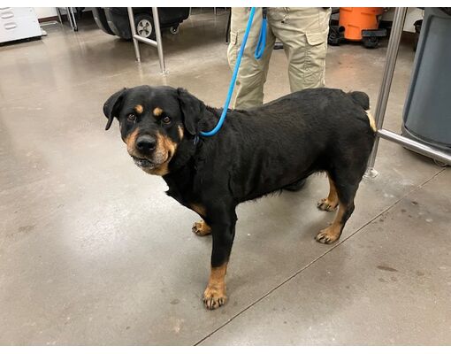Phoenix, AZ - Rottweiler. Meet BERTHA a Pet for Adoption - AdoptaPet.com