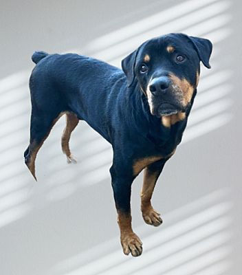 Houston, TX - Rottweiler. Meet Kasper a Pet for Adoption - AdoptaPet.com