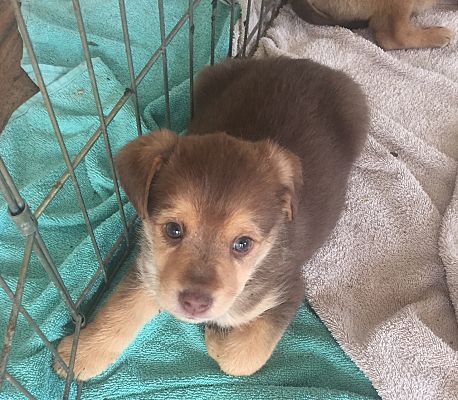 Baltimore, MD - Beagle/Cairn Terrier. Meet Patti a Pet for Adoption ...