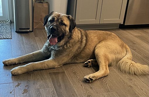 Woodland, CA - Great Pyrenees/Mastiff. Meet Clifford a Pet for Adoption ...