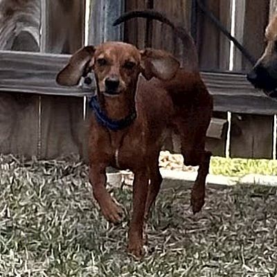 Arlington/Ft Worth, TX - Dachshund. Meet Scooby a Pet for Adoption ...