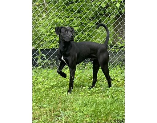Blue Ridge, GA - Great Dane/Labrador Retriever. Meet Blue a Pet for ...