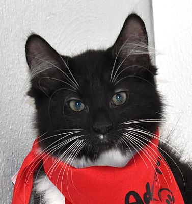 Springfield, OH - Domestic Longhair. Meet Lux a Pet for Adoption ...