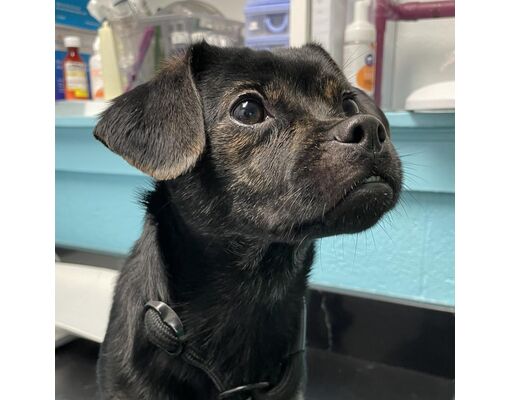 Philadelphia, PA - French Bulldog/Yorkie, Yorkshire Terrier. Meet Nyla ...