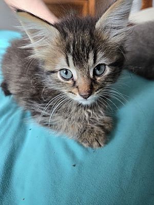 Rockaway, NJ - Domestic Mediumhair. Meet Fudge KITTEN a Pet for ...