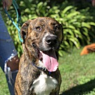 Mastiff Puppies - English Mastiff Puppies and Rescue