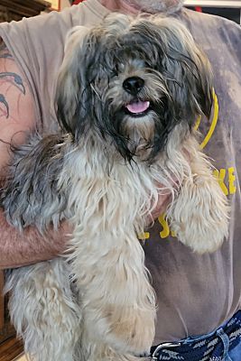 Chiefland, FL - Maltipoo/Yorkie, Yorkshire Terrier. Meet Biscuit a Pet ...