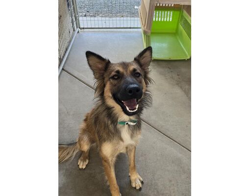 Visalia, CA - German Shepherd Dog. Meet *JAZZY a Pet for Adoption ...