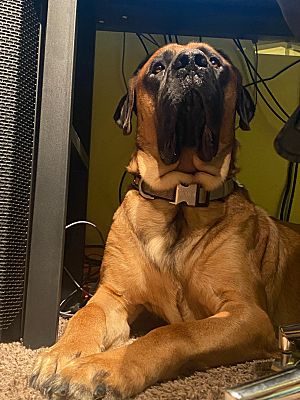 Rosemount, MN - Mastiff. Meet Luther a Pet for Adoption - AdoptaPet.com