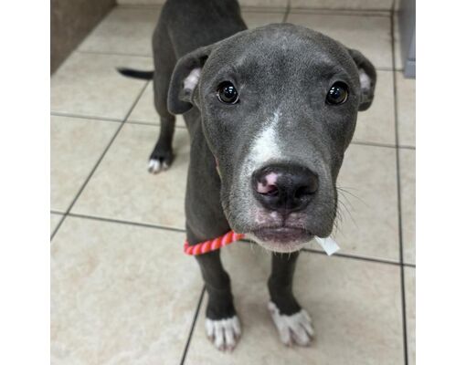 Birmingham, AL - American Pit Bull Terrier. Meet Gus a Pet for Adoption ...