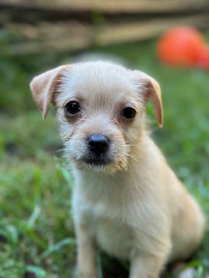 Taylors, SC - Yorkie, Yorkshire Terrier. Meet Sissy a Pet for Adoption ...