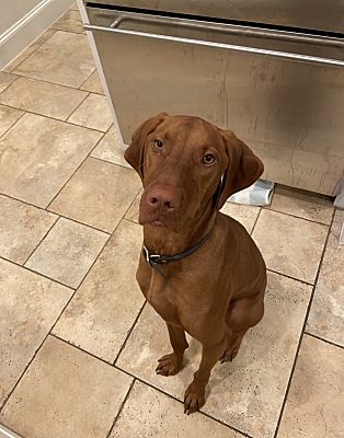 Spring, TX - Vizsla/Vizsla. Meet Oscar a Pet for Adoption - AdoptaPet.com