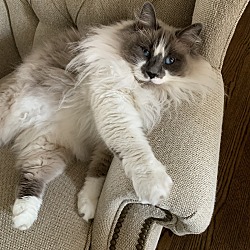 Bolling AFB, DC - Ragdoll. Meet Junie B a Pet for Adoption - AdoptaPet.com