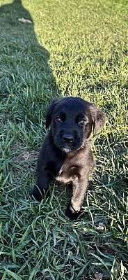 Aurora, IN - Golden Retriever/Labrador Retriever. Meet Golden Movie ...
