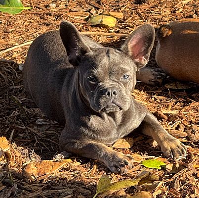Fort Lauderdale, FL - French Bulldog. Meet Chloe a Pet for Adoption ...