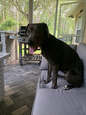 Jacksonville, FL - Labrador Retriever. Meet Disney a Pet for Adoption ...