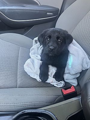 Villa Rica, GA - Labrador Retriever. Meet Finley a Pet for Adoption ...