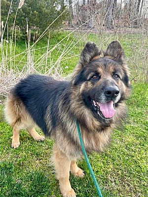 Mt. Airy, MD - German Shepherd Dog. Meet Zeus a Pet for Adoption ...