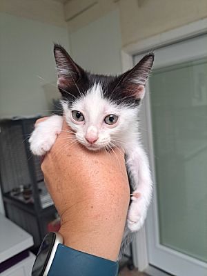 Dallas, TX - Domestic Shorthair. Meet Schmeegal a Pet for Adoption ...