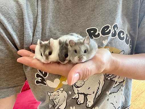 Imperial Beach, CA - Hamster. Meet Ristretto a Pet for Adoption ...